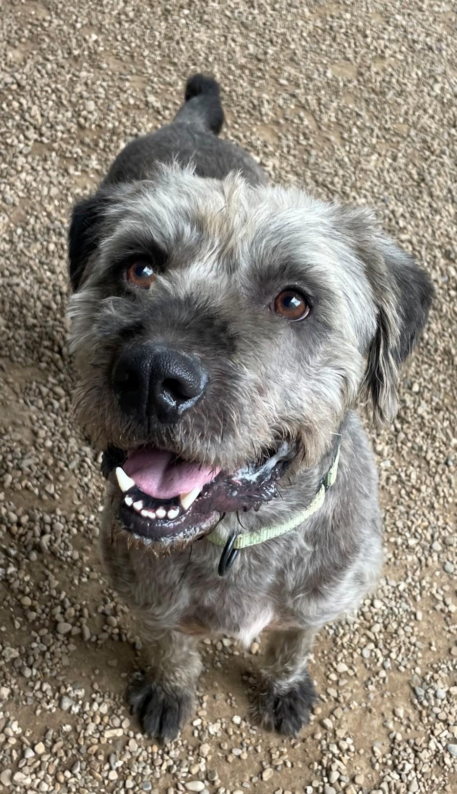 Dog for adoption - Floyd, a Schnoodle in Lacon, IL | Petfinder