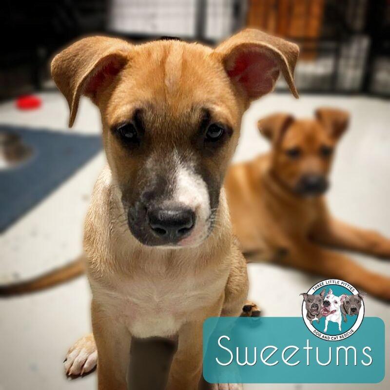 Dog for adoption - Sweetums Muppet, a Pit Bull Terrier & Labrador ...