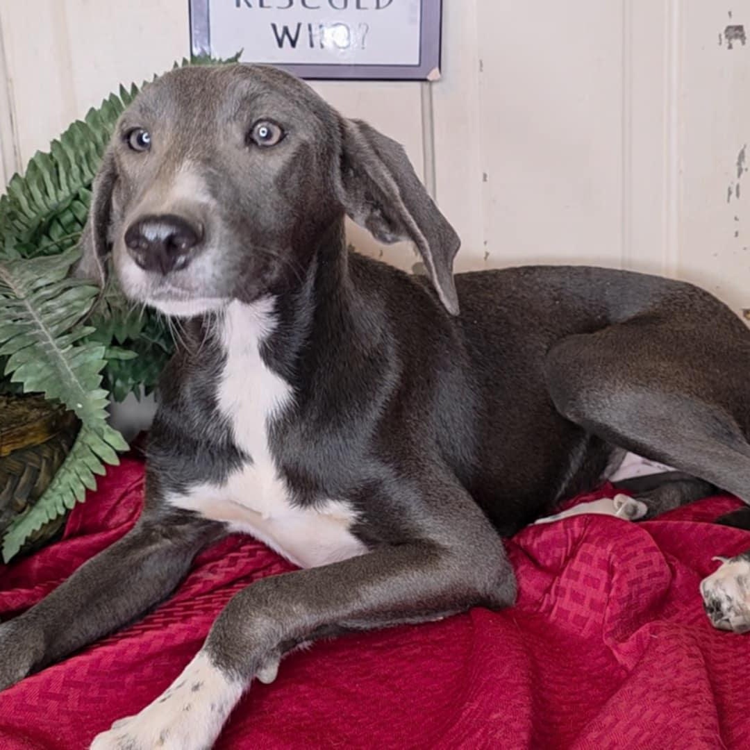 Dog for adoption - Blair, a Blue Lacy & Hound Mix in Herculaneum, MO ...