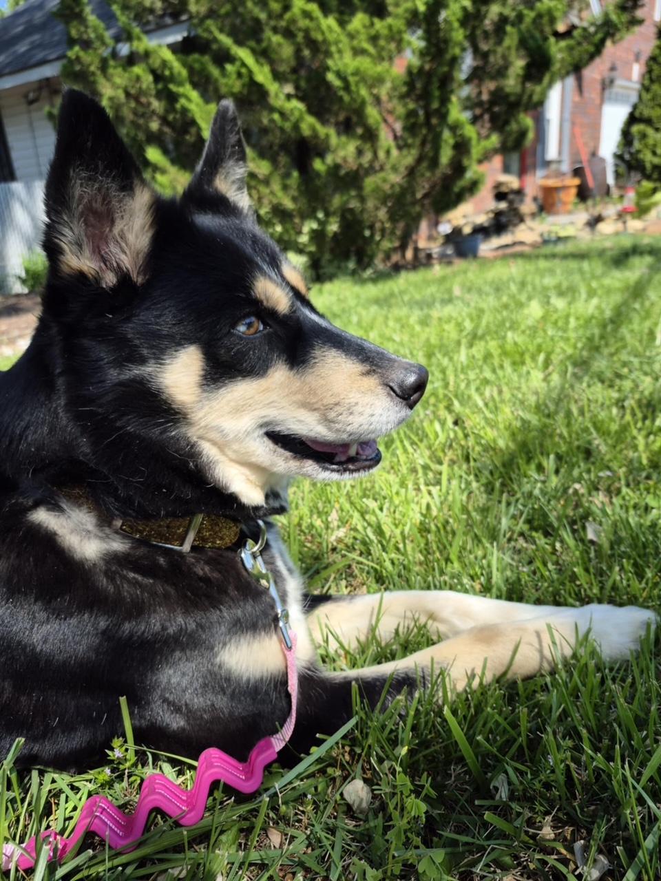Dog for adoption - Shay, a Border Collie Mix in Conover, NC | Petfinder