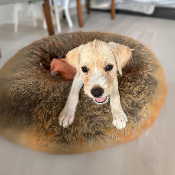 Dog for adoption - Calla, a Mixed Breed in Los Angeles, CA | Petfinder