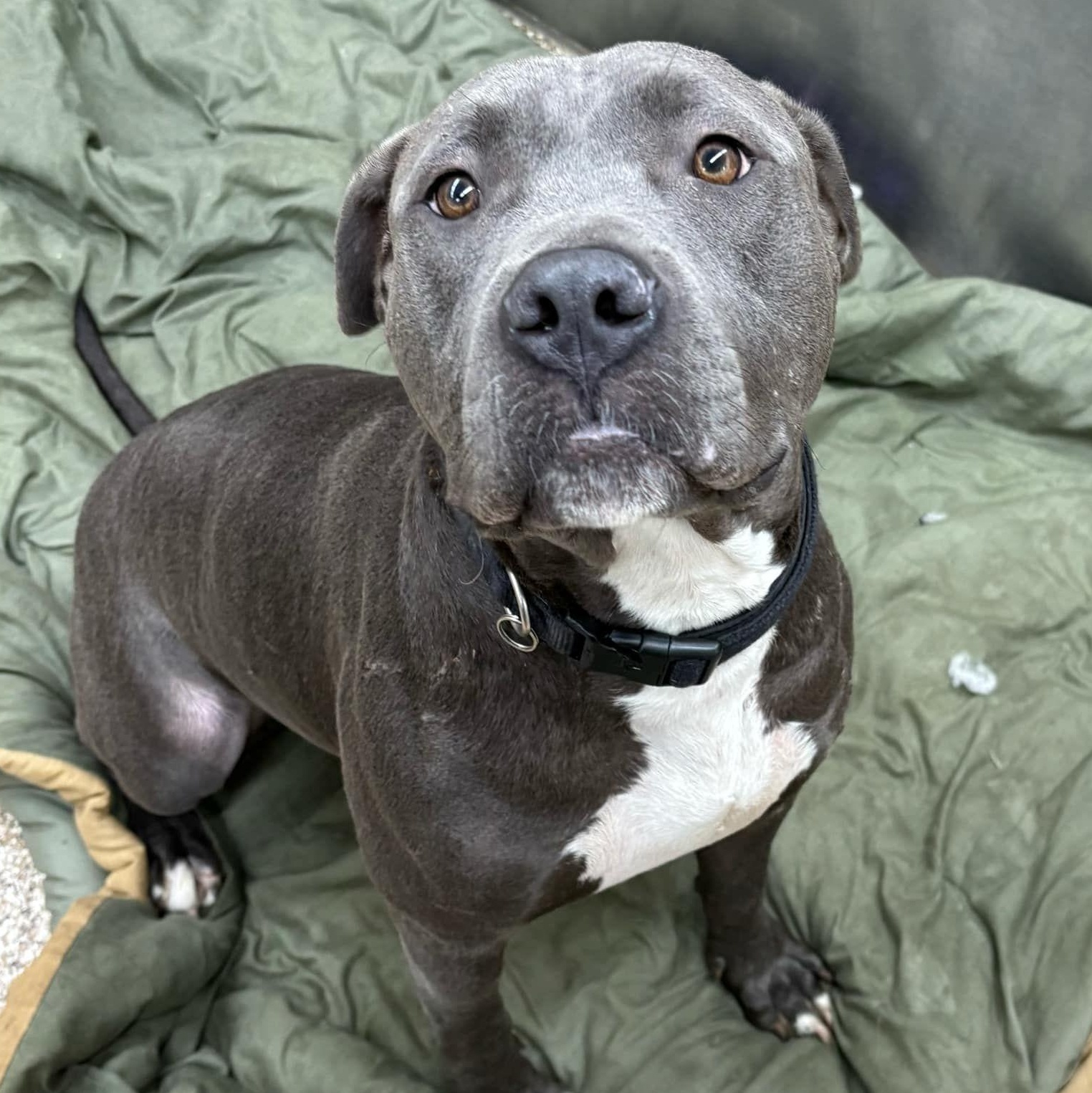 Dog for adoption - Thor, a Pit Bull Terrier in Martinsburg, WV | Petfinder