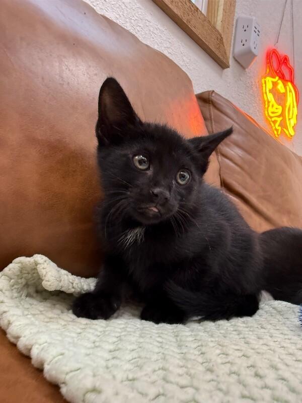 Cat for adoption - Tiramisu Pedraza, a Domestic Short Hair Mix in ...