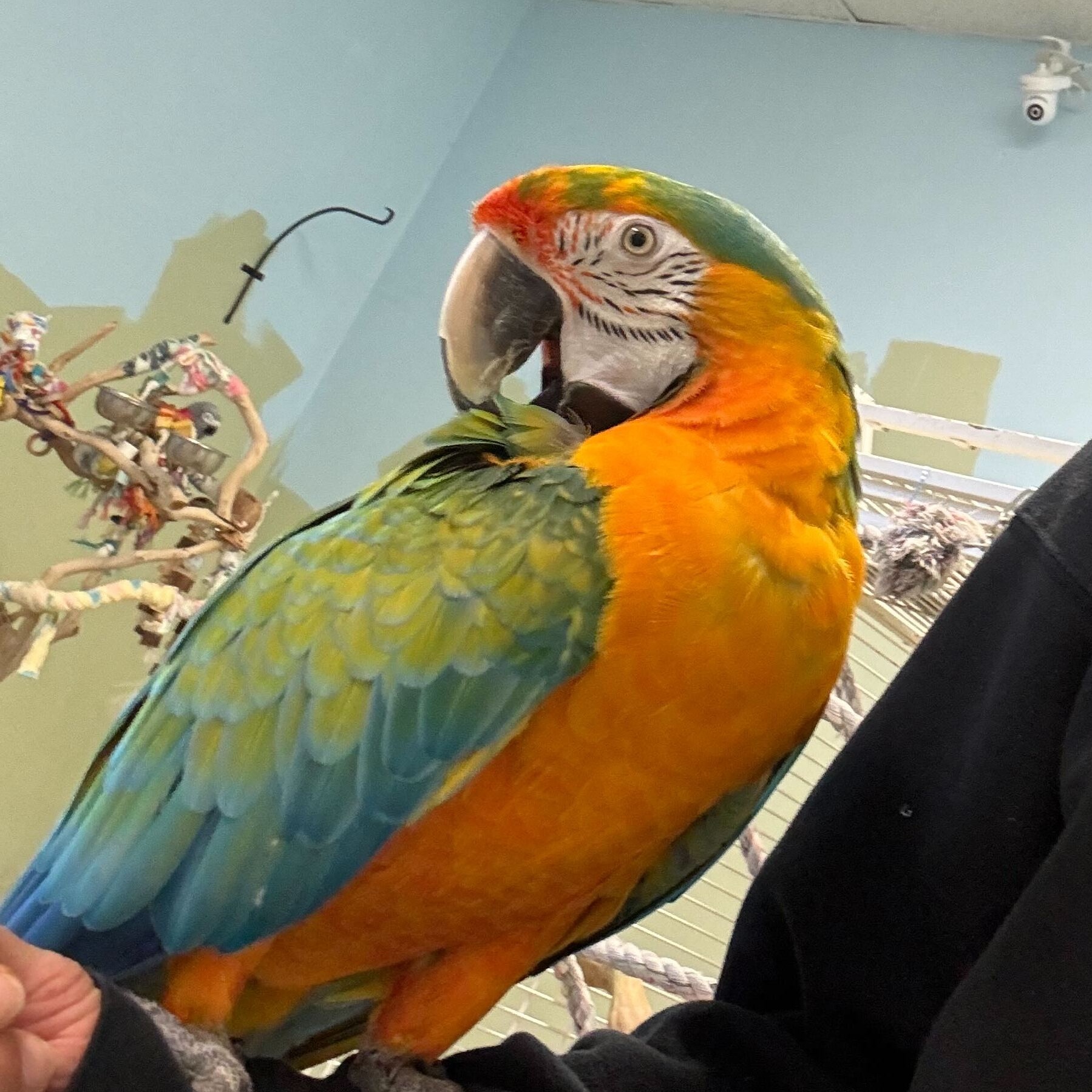 Parrot for adoption - Copi, a Macaw & Parrot (Other) Mix in San Diego ...