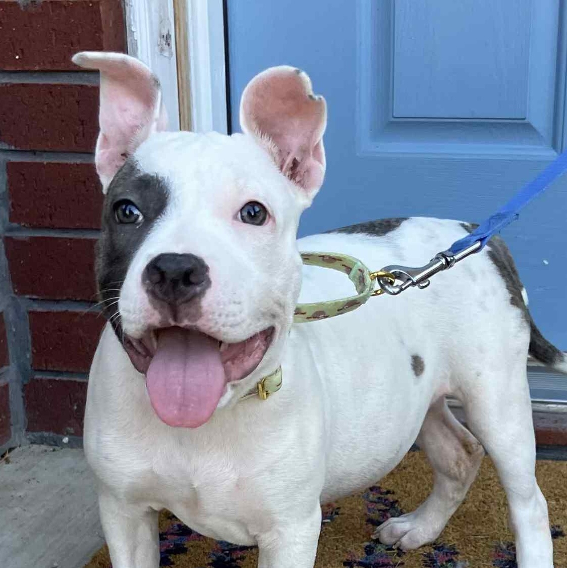 Dog for adoption - Rachel, an American Staffordshire Terrier Mix in ...