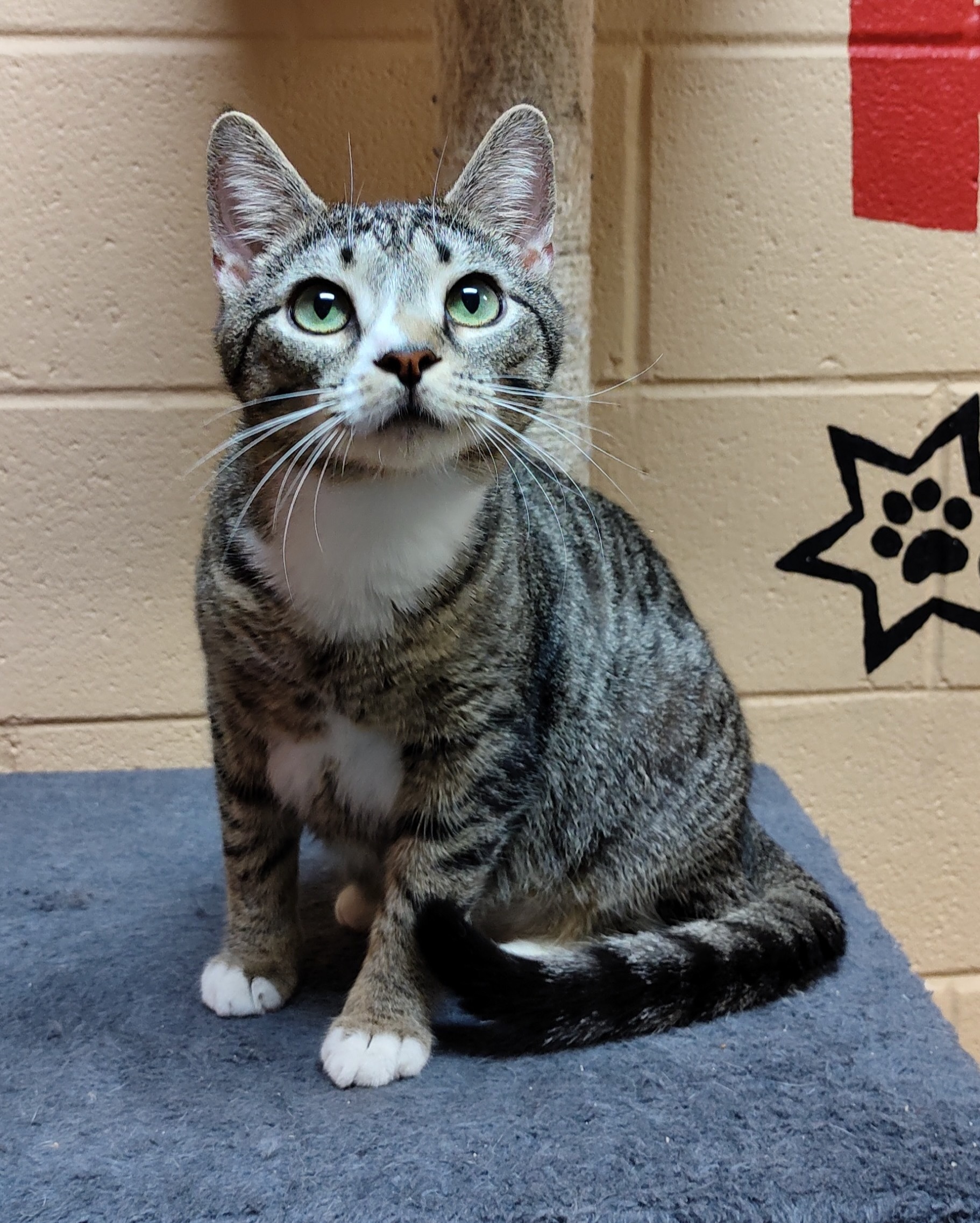 Available Cats and Kittens - Johnston County Animal Protection League ...