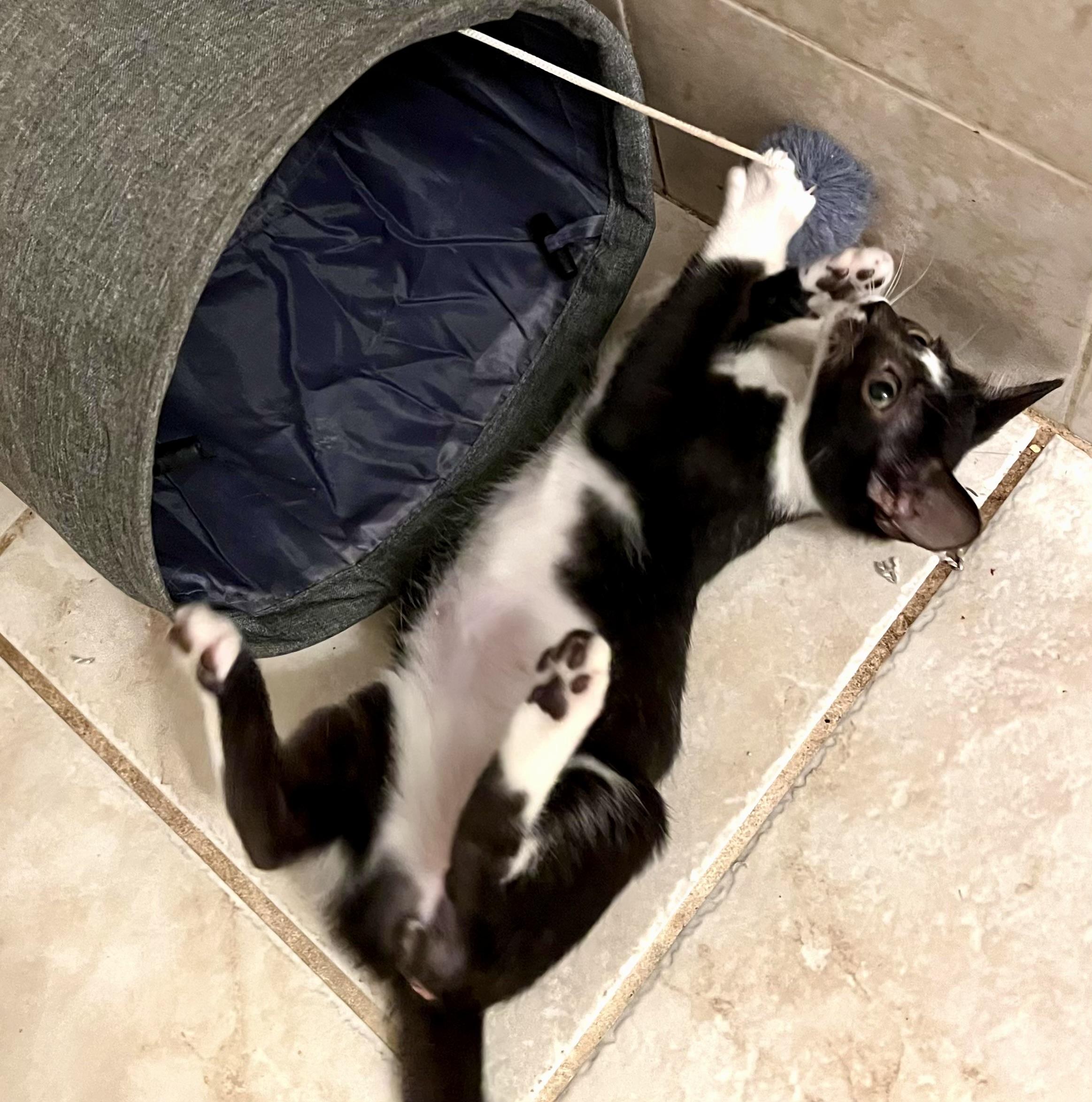 Cat for adoption - Prom/December delivery!, a Domestic Short Hair in ...