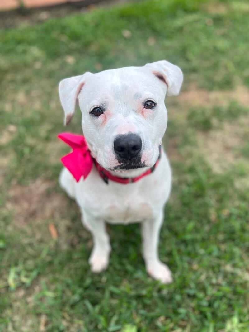 Dog for adoption - Sadie Sweet Cheeks, a Pit Bull Terrier & American ...