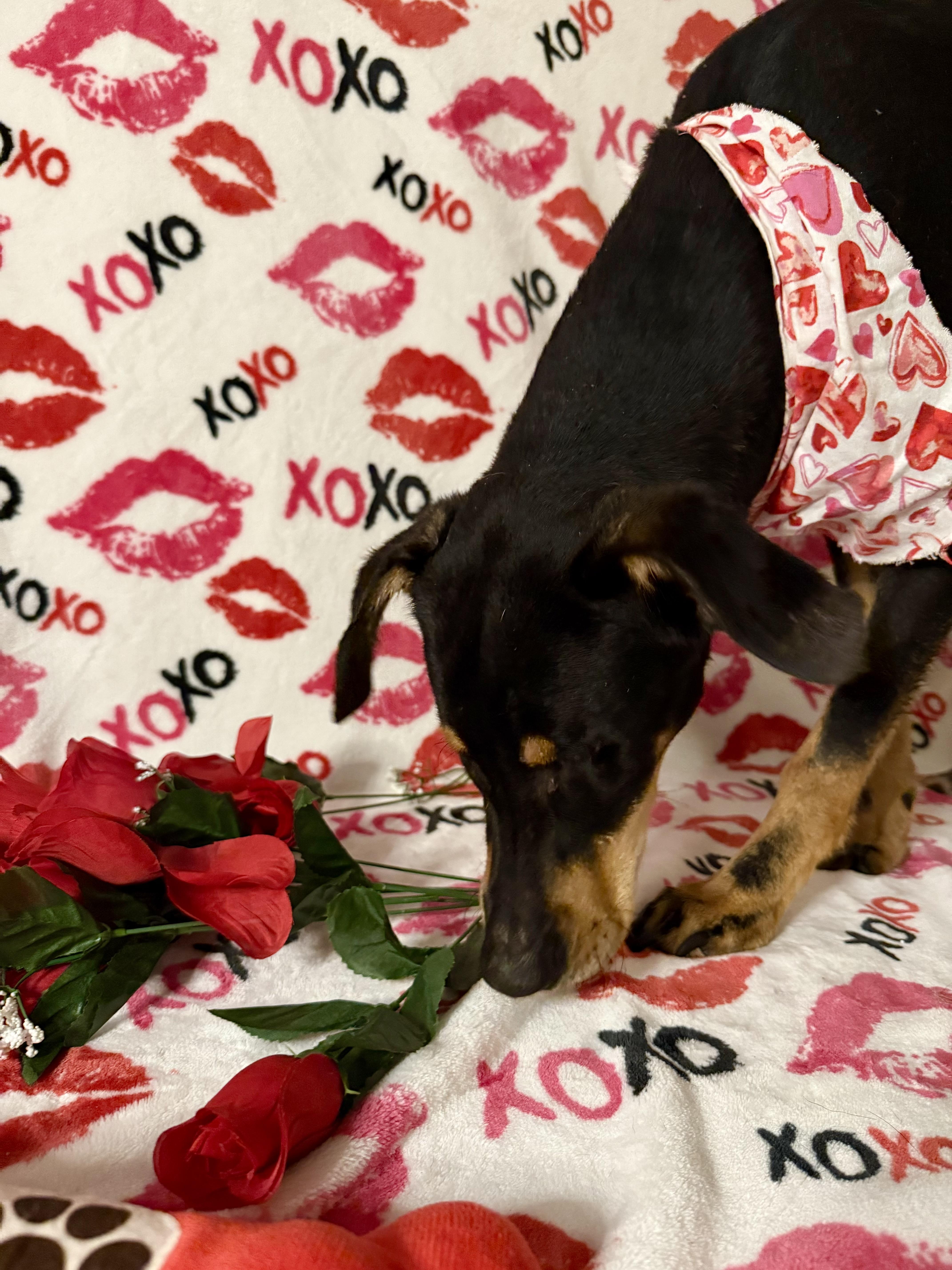 Dog for adoption - Blind Puppy Beau, a Doberman Pinscher & Black ...