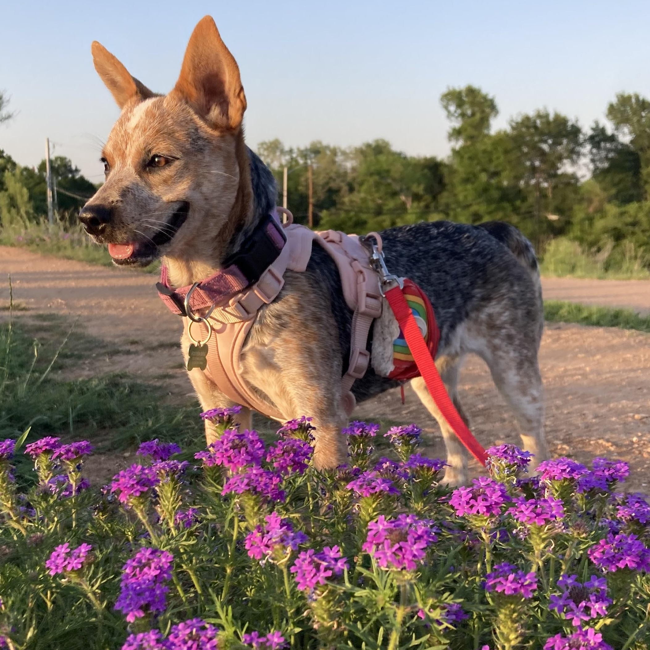 Dog for adoption - Ginny, an Australian Cattle Dog / Blue Heeler ...