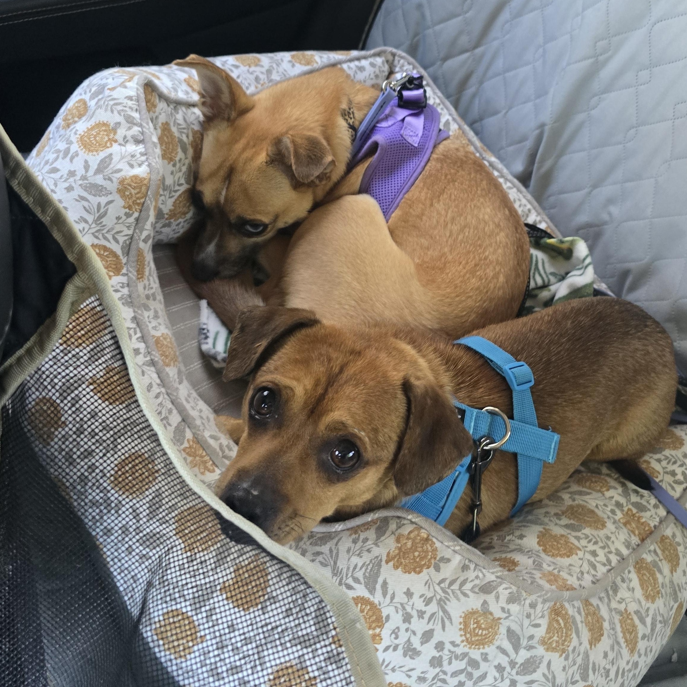 Dog for adoption - Kaiser, a Chihuahua & Dachshund Mix in Wayne, NJ | Petfinder