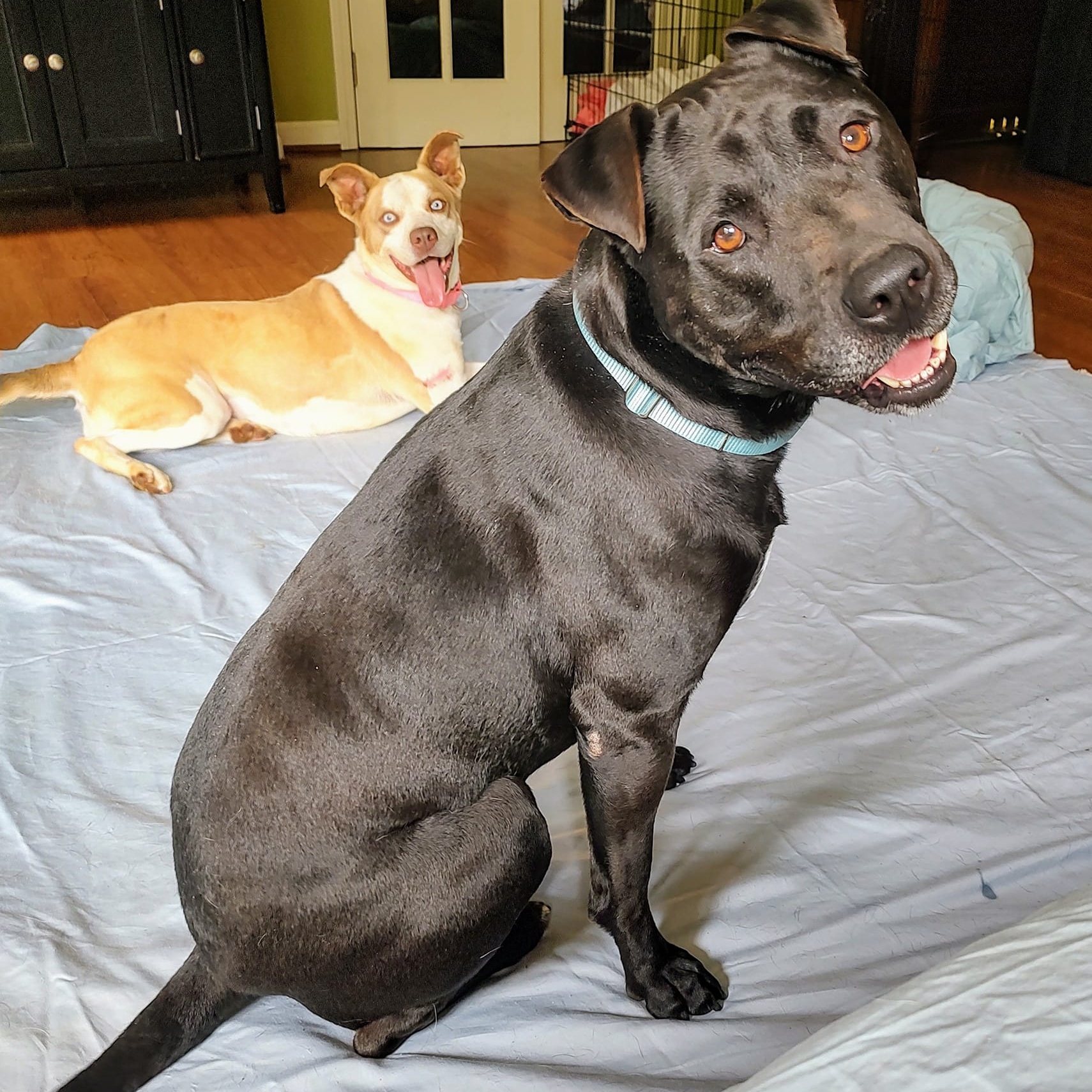 Dog for adoption - T-Boss, a Black Labrador Retriever & Shar-Pei Mix in ...