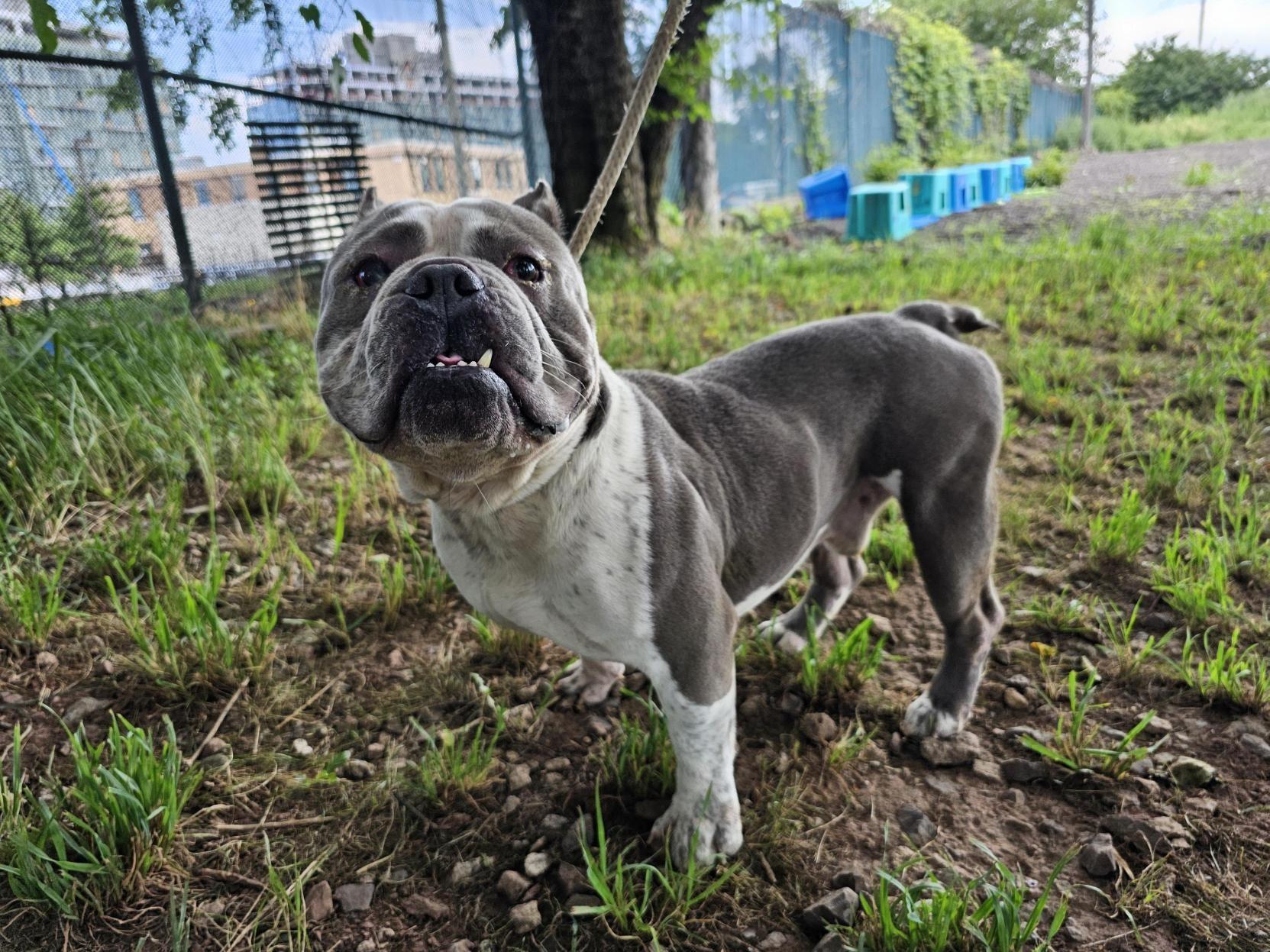 Dog for adoption - Juggernaut, an American Bulldog in Jersey city, NJ ...