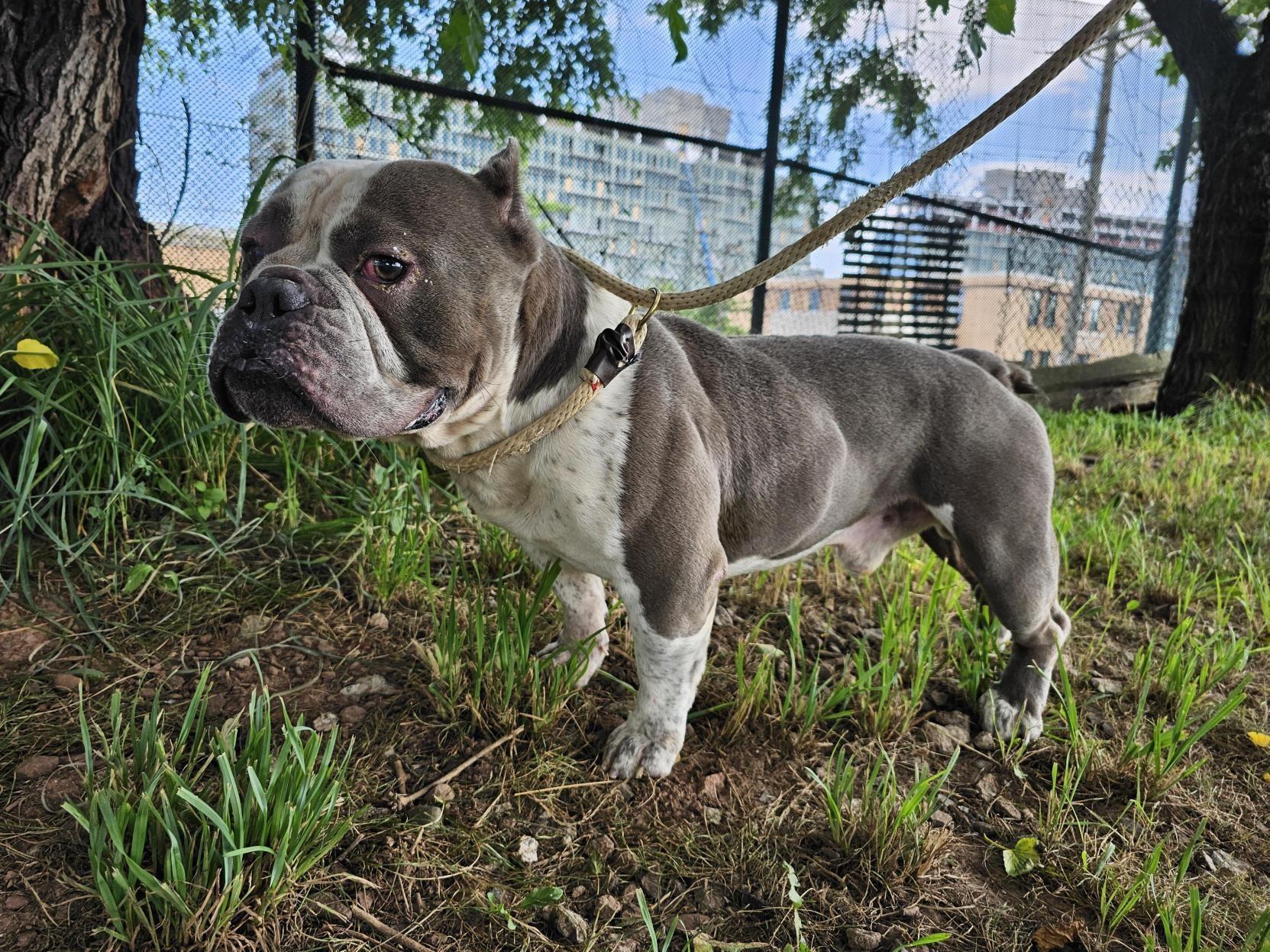 Dog for adoption - Juggernaut, an American Bulldog in Jersey city, NJ ...