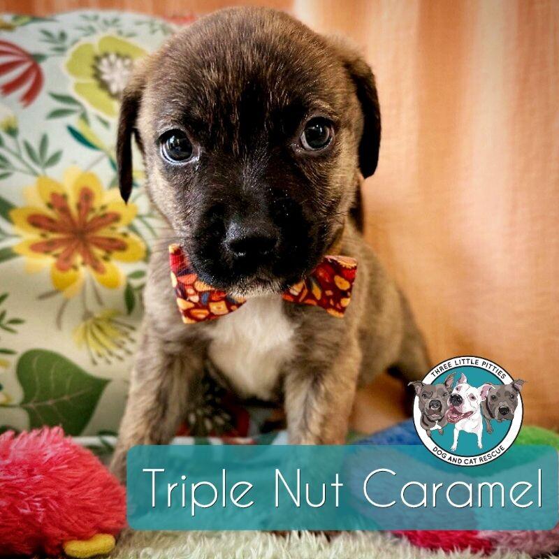 Dog for adoption - Triple Nut Caramel Milkshake, a Pit Bull Terrier ...