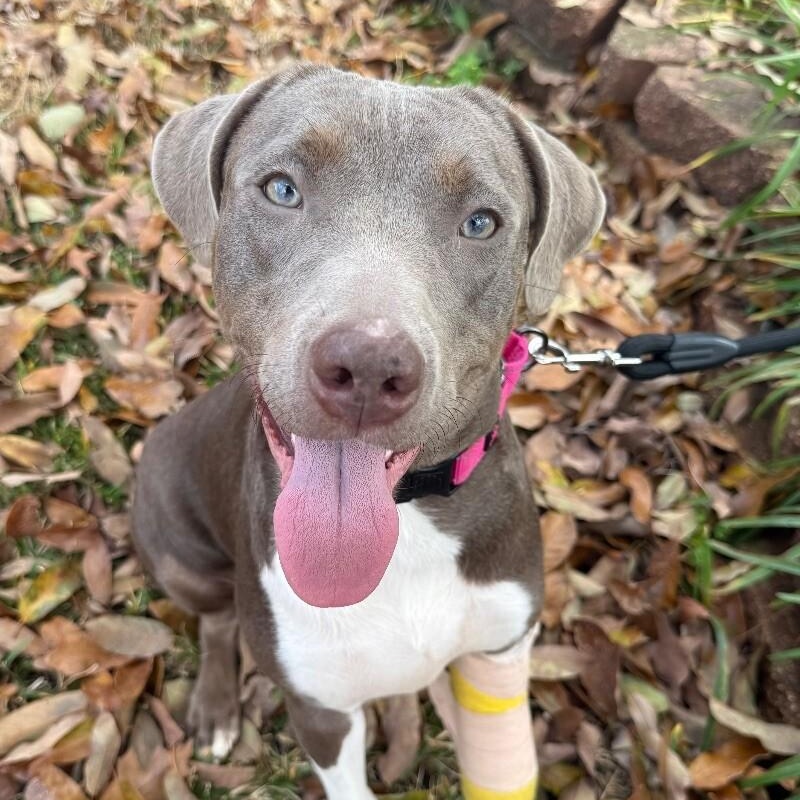 Dog for adoption - Bluebell Blueberry, a Pit Bull Terrier & Labrador ...