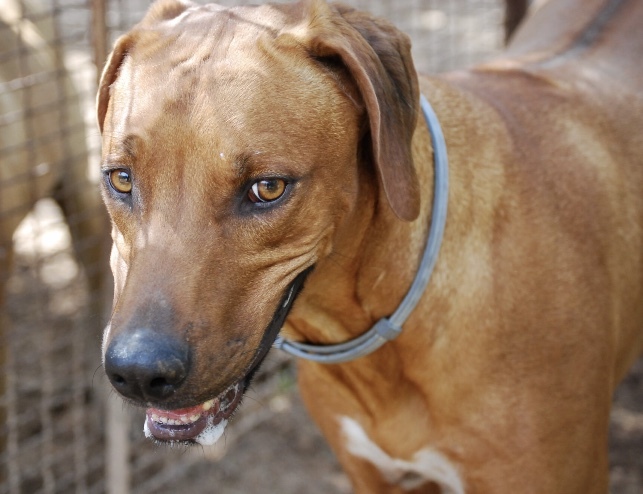 Dog for adoption - Thunder, a Rhodesian Ridgeback in Paradise, TX ...
