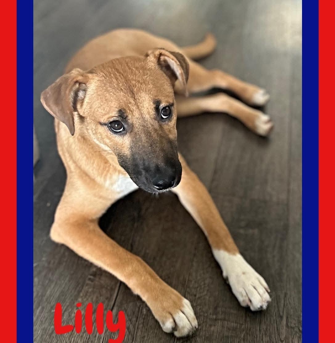 Dog for adoption - Lilly, a Shepherd Mix in Washington , PA | Petfinder