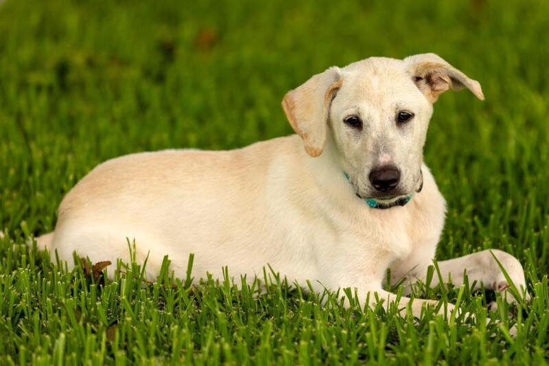 Dog for adoption - Maya New Caney, a Labrador Retriever & Yellow ...