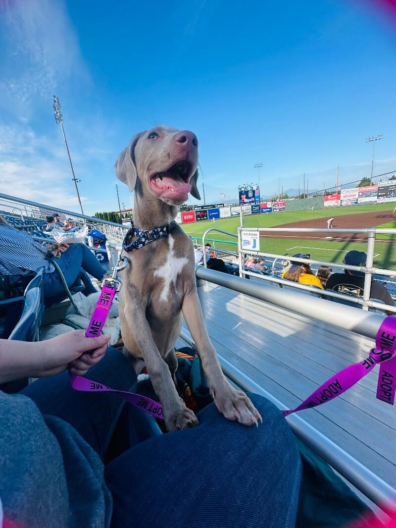 Dog for adoption - Kalani Kute and Kuddly, a Weimaraner & Pit Bull Terrier Mix in Delta, BC ...