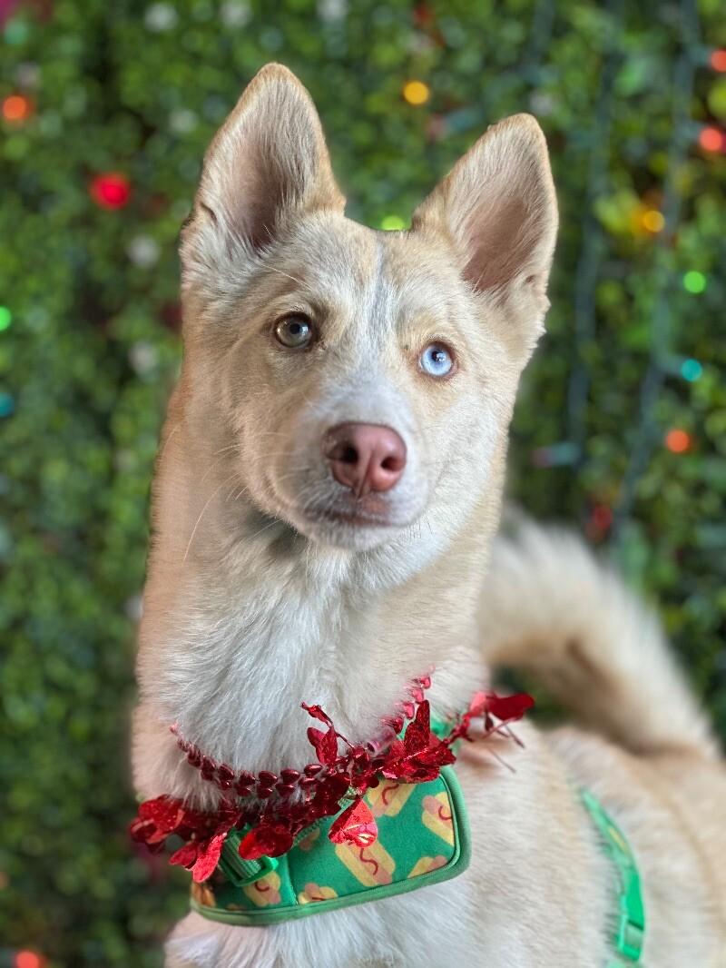 Dog for adoption - Loki, a Husky & Siberian Husky Mix in West Sacramento, CA | Petfinder