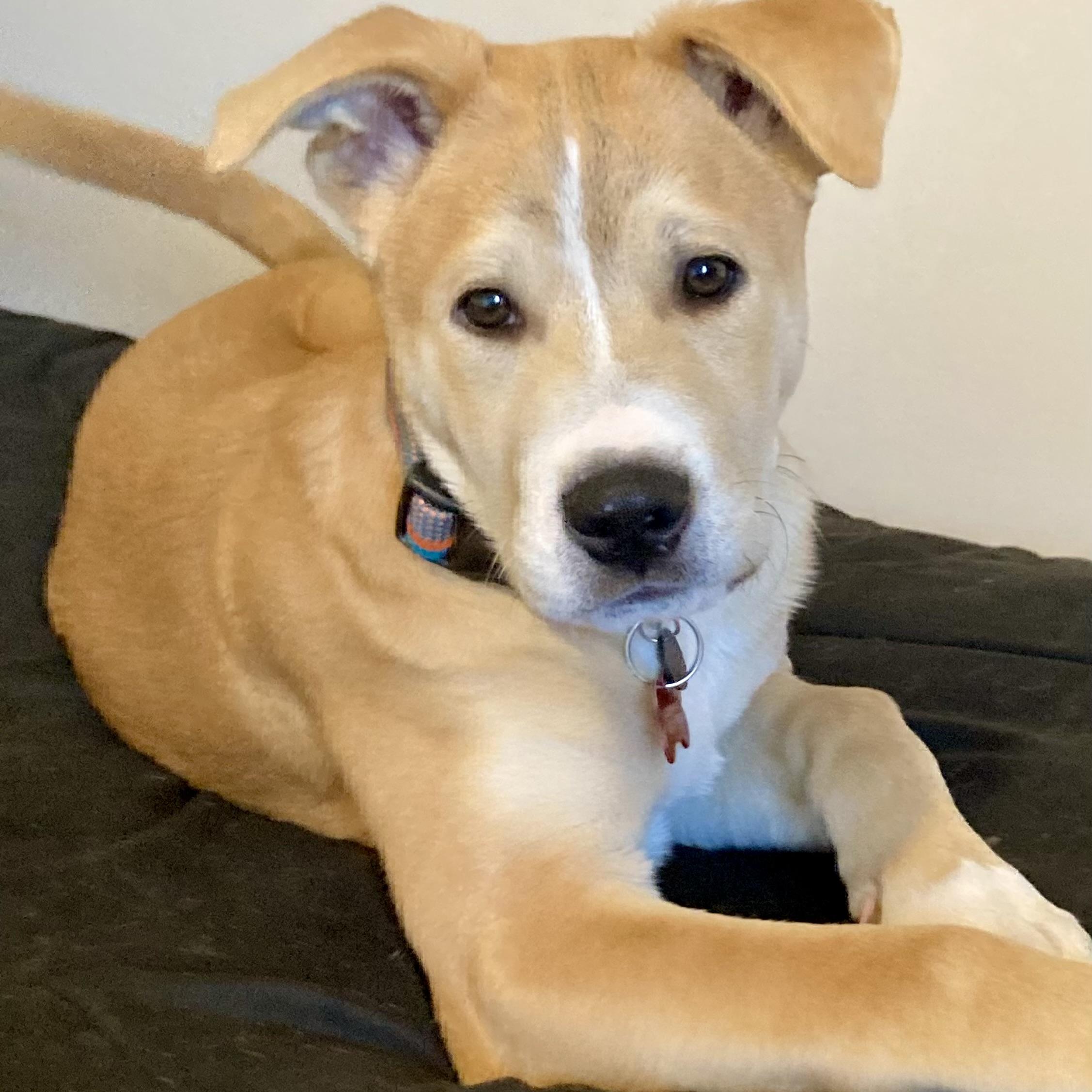 Dog for adoption - Tator, a Mixed Breed in Prior Lake, MN | Petfinder