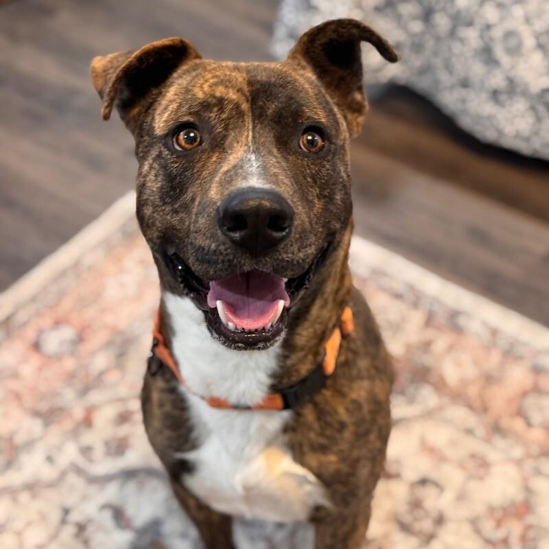 Dog for adoption - Thadius Goofy Goober, a Pit Bull Terrier & American ...