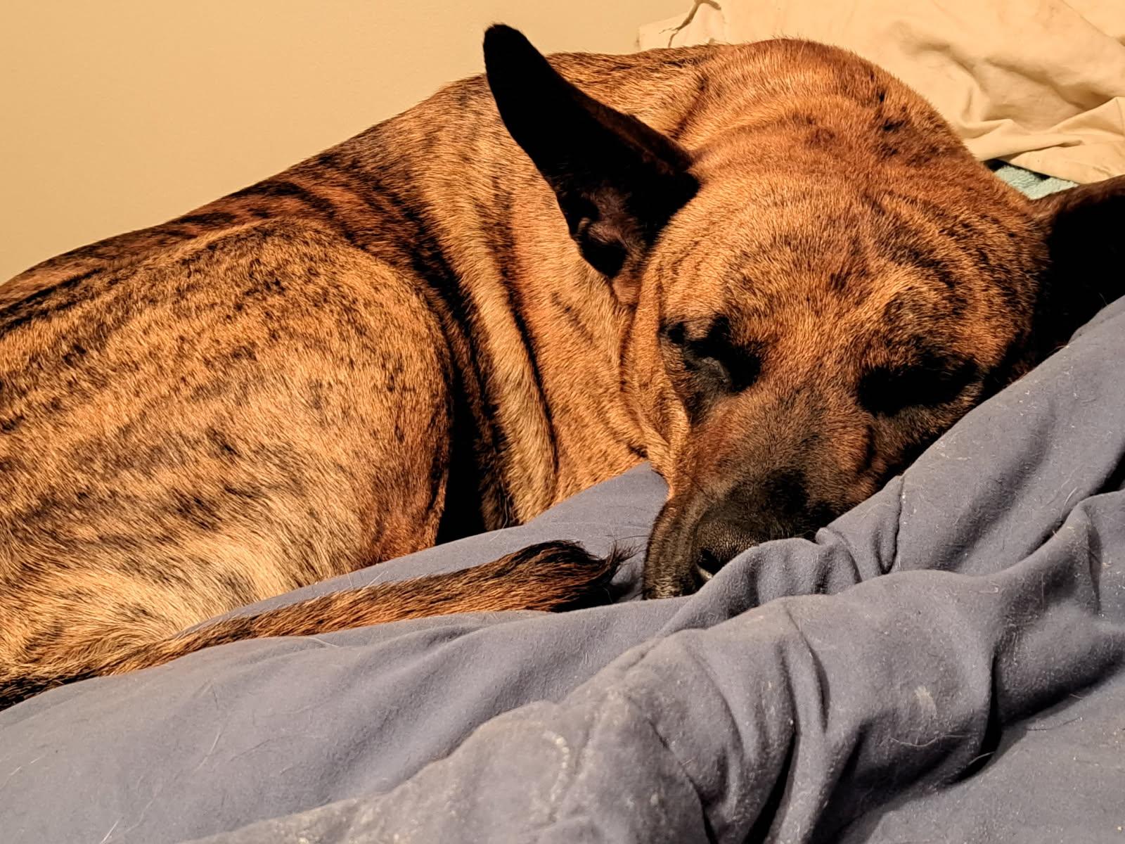 Dog for adoption - Hector, a Mountain Cur Mix in Colorado Springs, CO | Petfinder