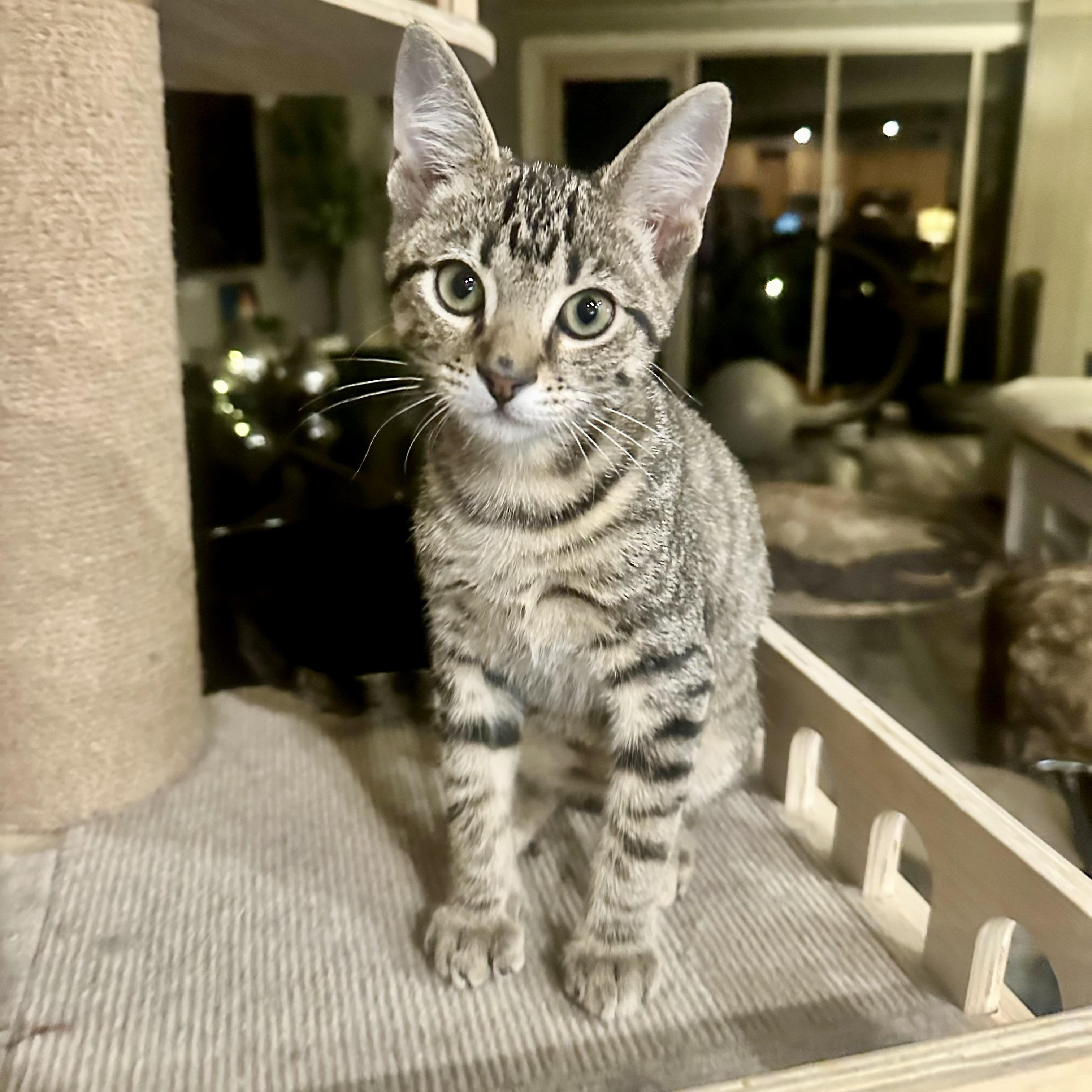Cat for adoption - Lando, a Domestic Short Hair in Richmond, VA | Petfinder