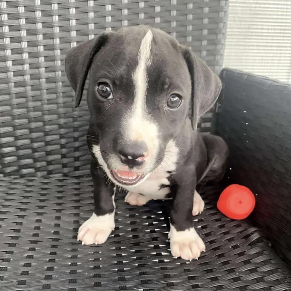 Dog for adoption - Moon, a Terrier Mix in Henrietta, OH | Petfinder