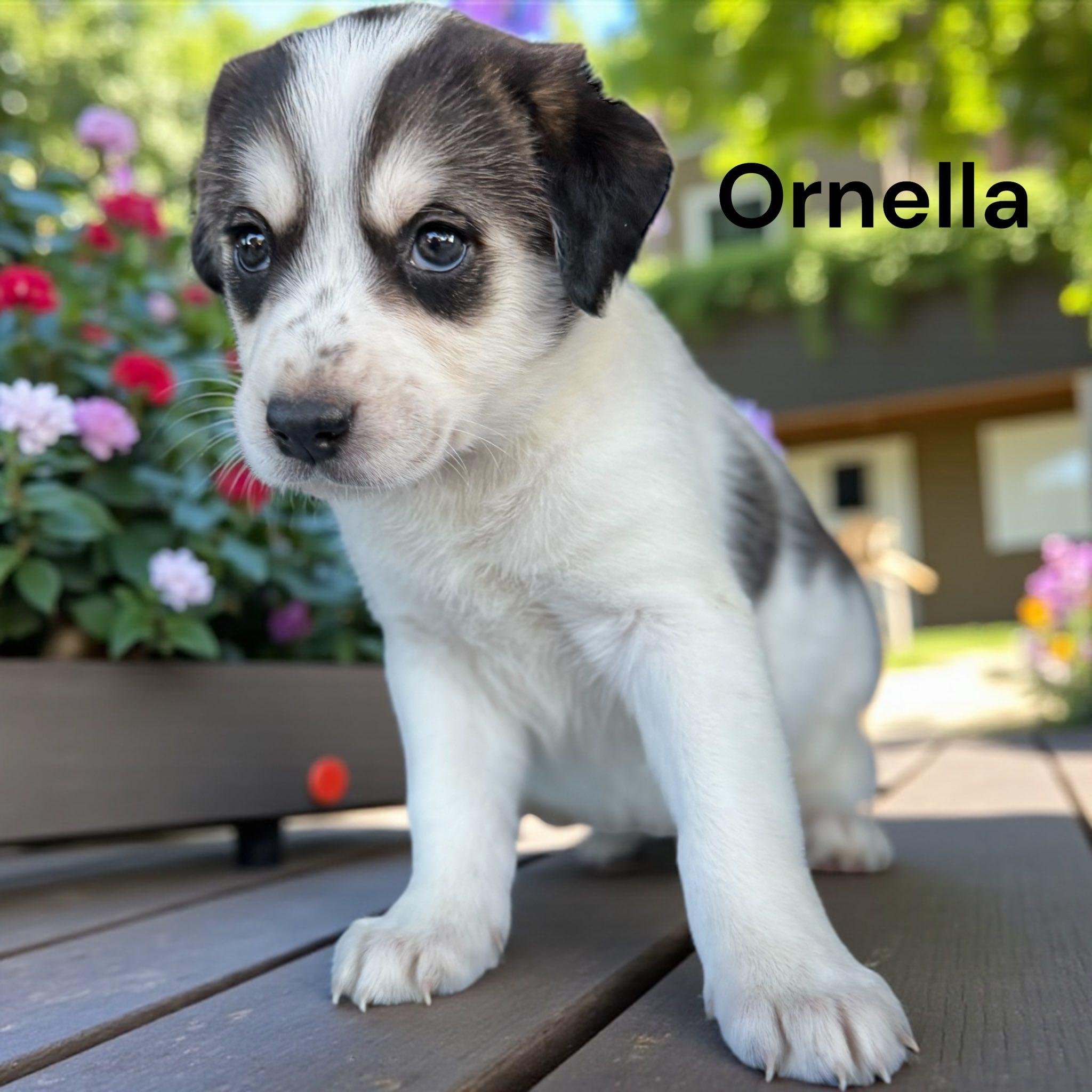 Dog for adoption - Ornella, an Australian Shepherd & German Shepherd ...