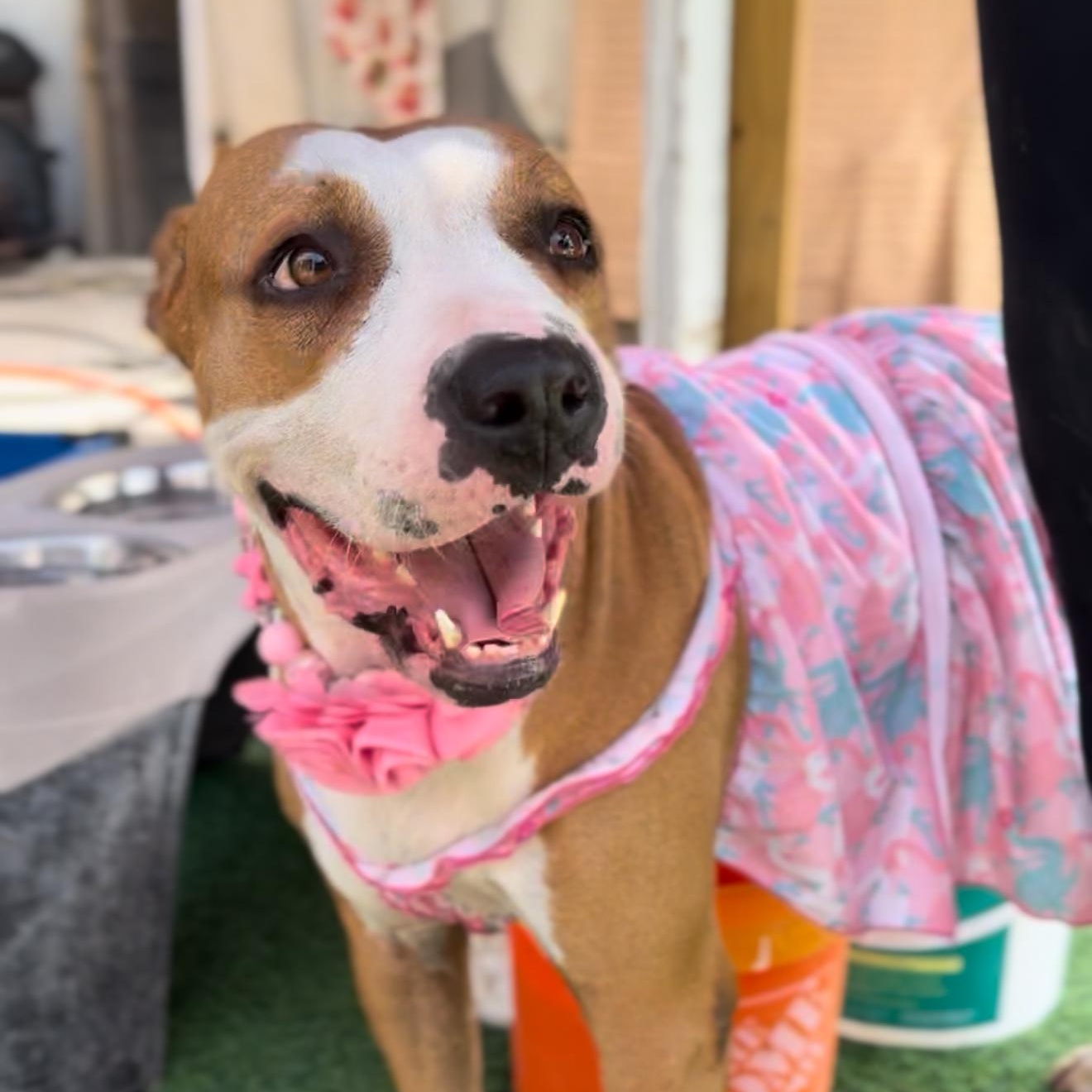 Dog for adoption - Sasha, an American Bulldog Mix in Twin Falls, ID ...