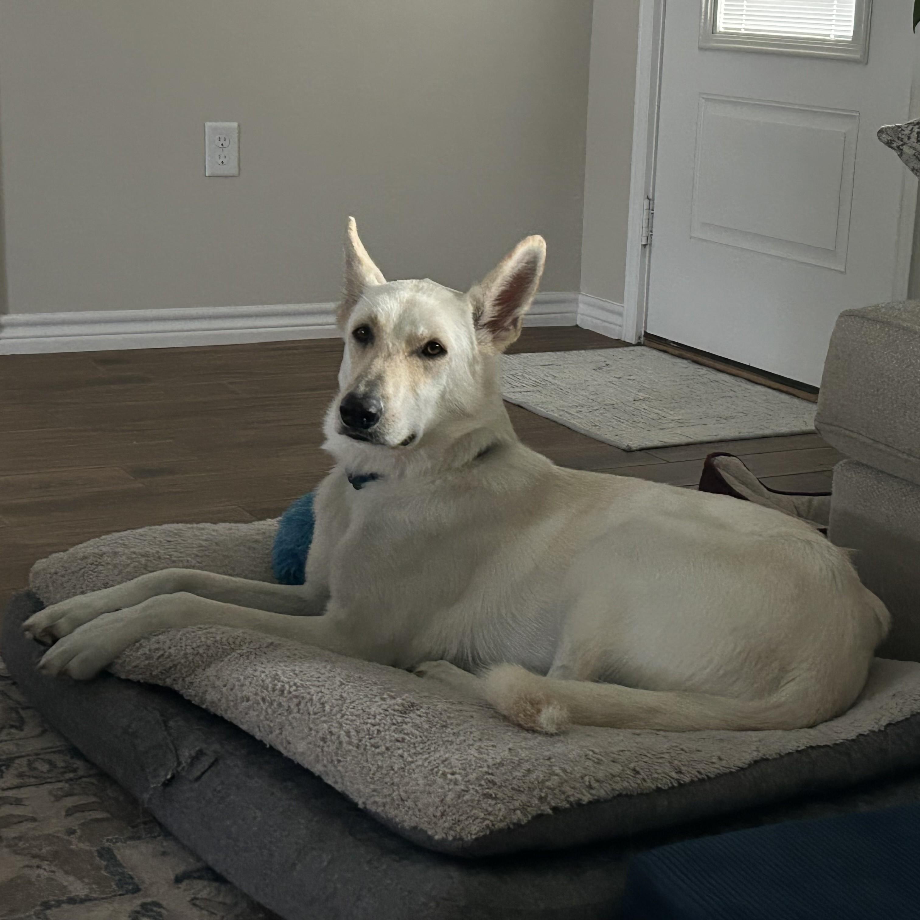 Dog for adoption - Ghost, a German Shepherd Dog Mix in Fort Lupton, CO ...