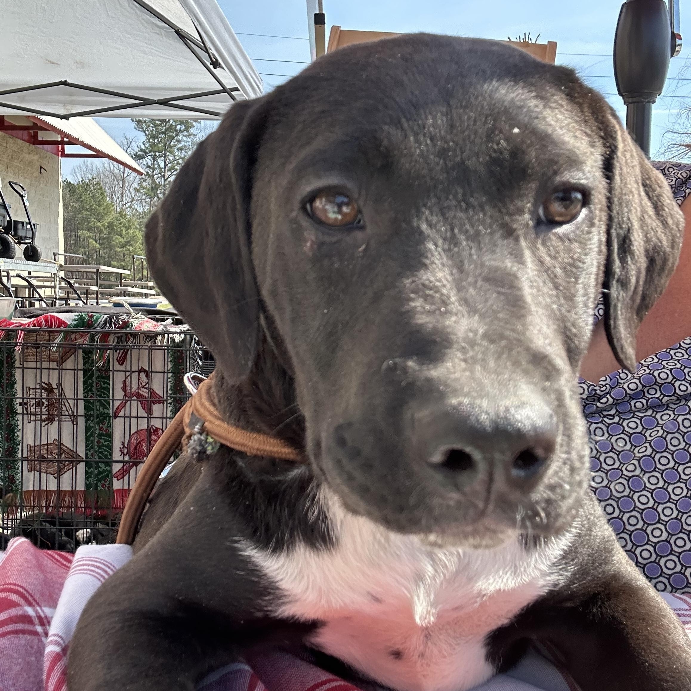 Dog for adoption - Sasha, a Black Labrador Retriever Mix in Pine Bluff, AR | Petfinder