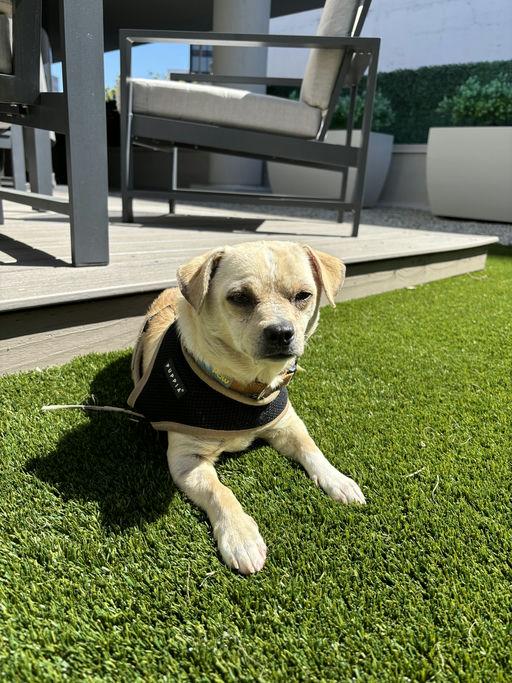 Dog for adoption - Fern, a Chihuahua in Los Angeles, CA | Petfinder