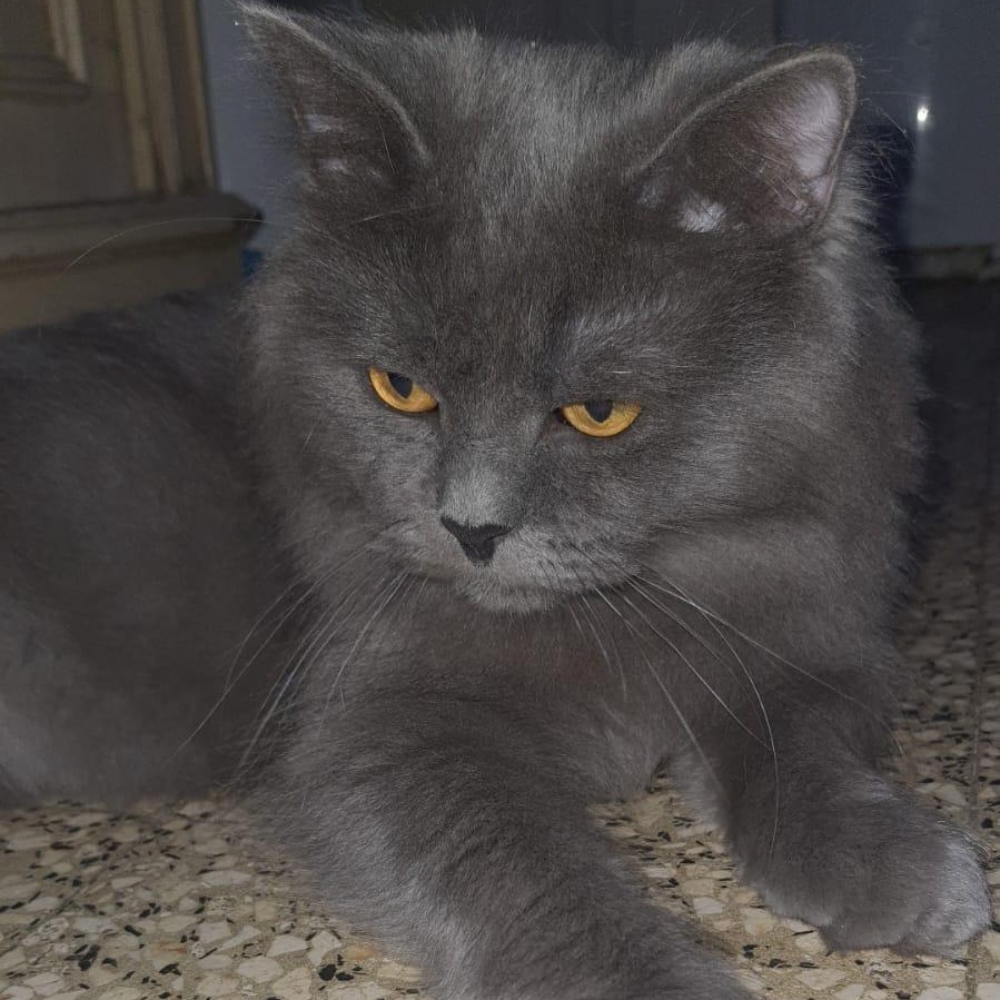 Cat for adoption - Solly, a Russian Blue & Nebelung Mix in Brampton, ON | Petfinder