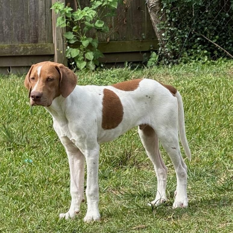 Dog for adoption - Asher, a Pointer Mix in Providence, RI | Petfinder