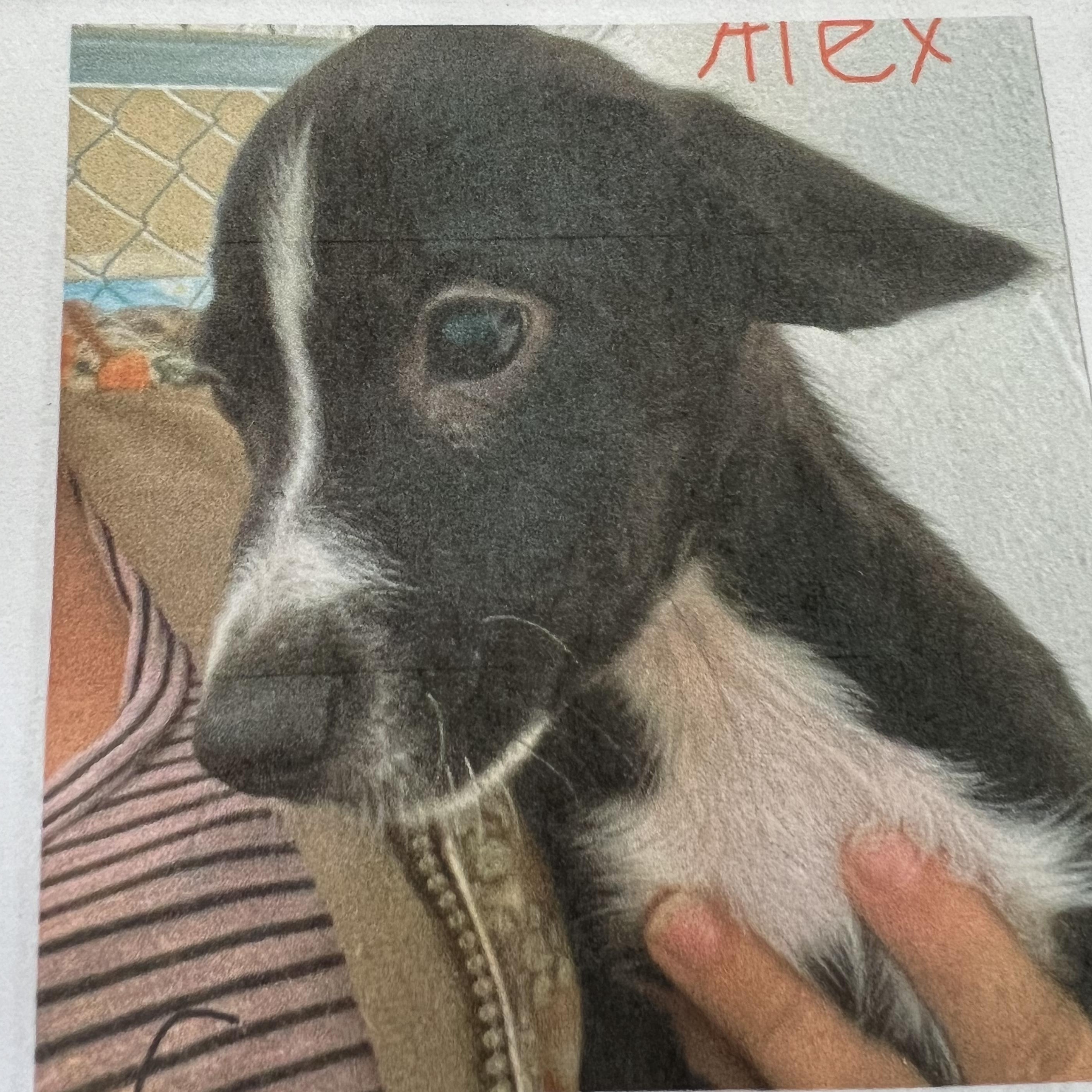 Dog for adoption - Alex, a Labrador Retriever Mix in New Windsor, NY ...