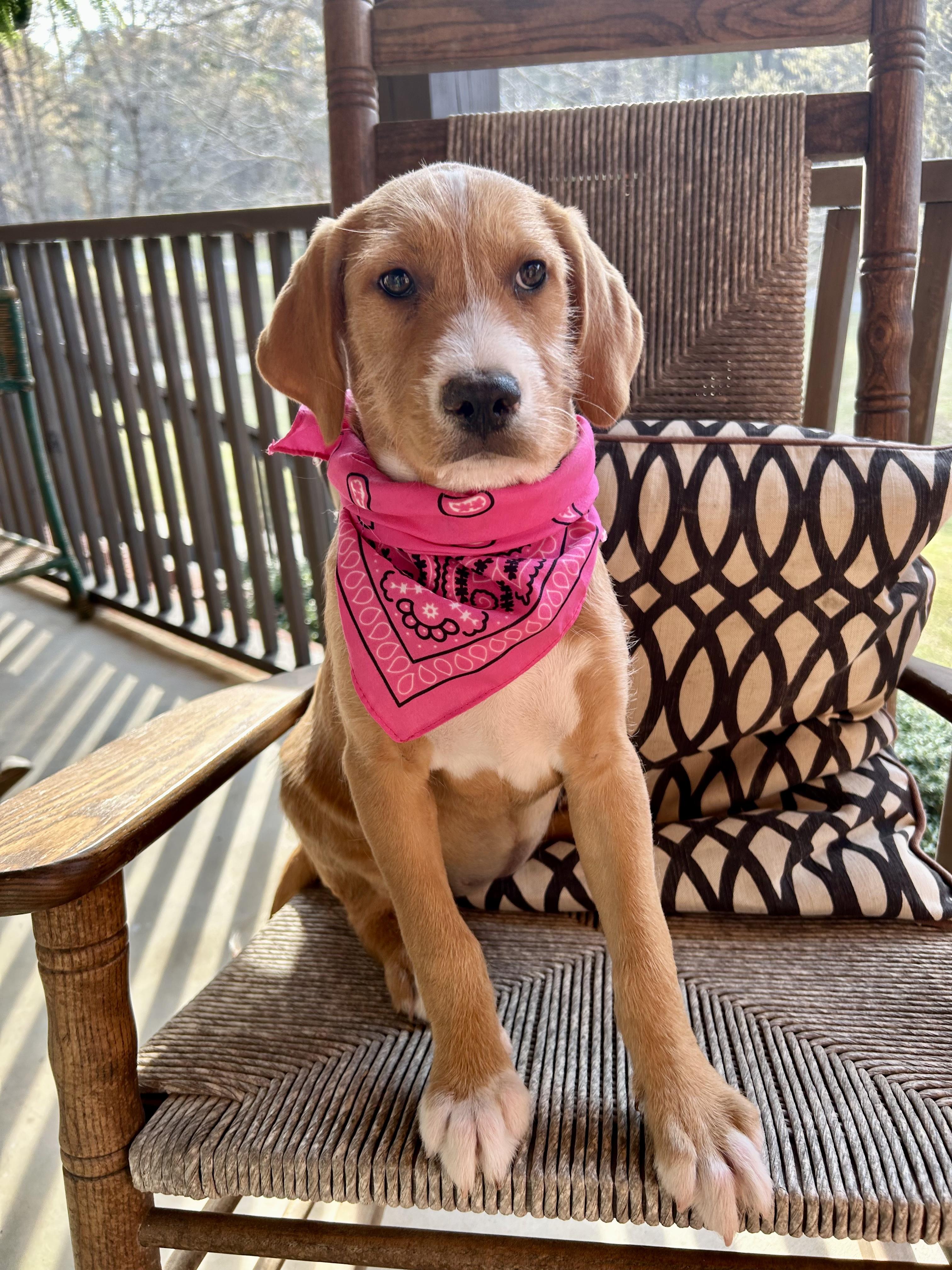 Dog for adoption - REESE, a German Wirehaired Pointer Mix in Hartford, CT | Petfinder