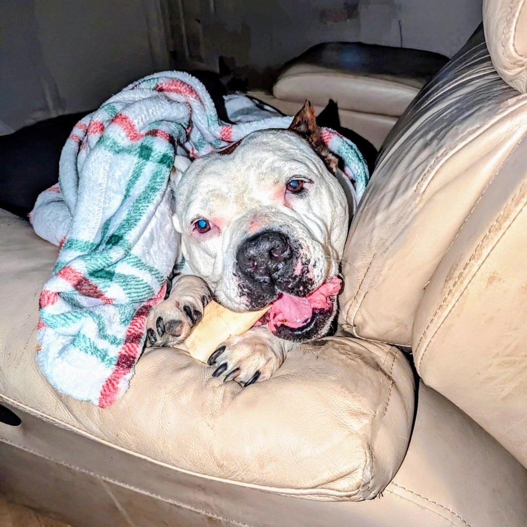 Dog for adoption - King, a Bulldog & Pit Bull Terrier Mix in Cincinnati ...