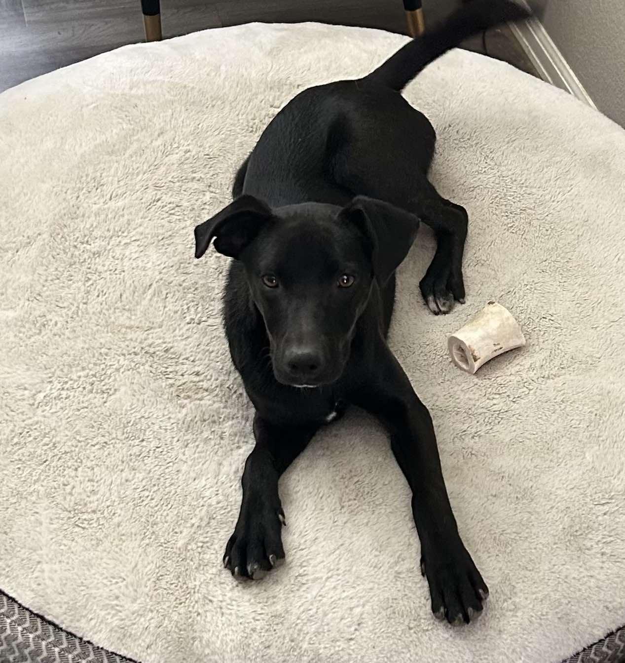 Dog for adoption - Robbie, a Black Labrador Retriever Mix in Denver, CO ...