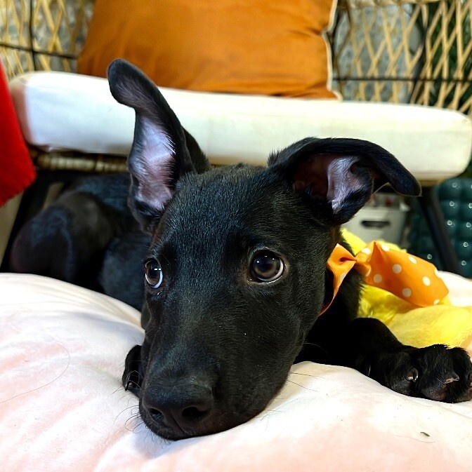 Dog for adoption - Bear Daniel, a Labrador Retriever & Staffordshire ...