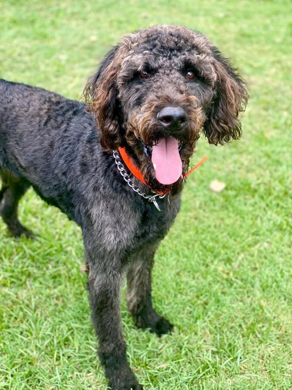 Dog for adoption - Barrett, a Labradoodle in Garland, TX | Petfinder