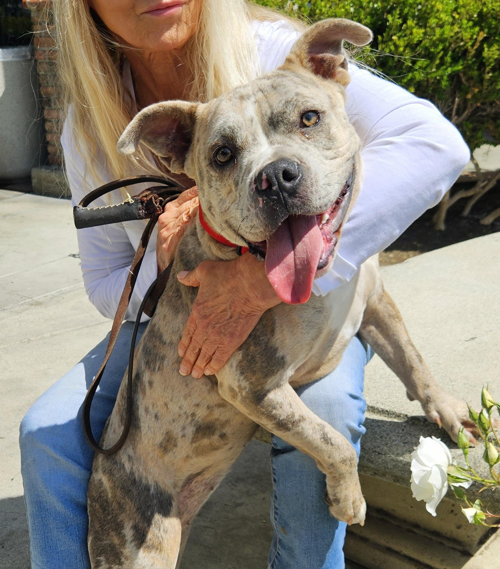 Dog for adoption - Tapioca "Pioca" Beautiful eyes, an American ...