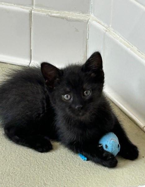 Cat for adoption - Jinx, a Domestic Short Hair in Bluffton, IN | Petfinder