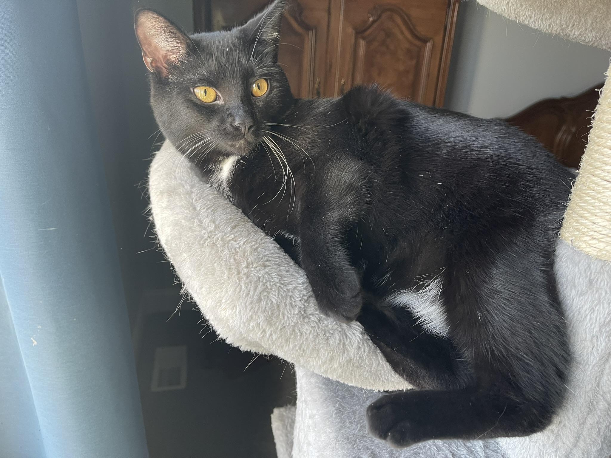 Cat for adoption - Oban, a Domestic Short Hair in Mokena, IL | Petfinder