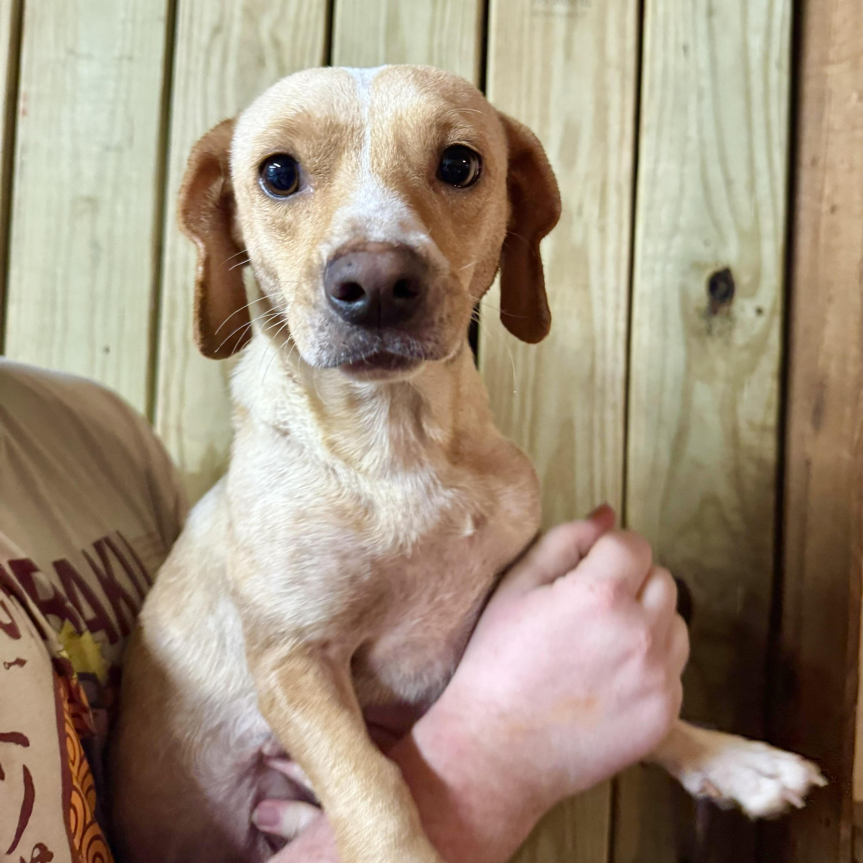 Dog for adoption - Breakfast, a Beagle Mix in Philadelphia, PA | Petfinder