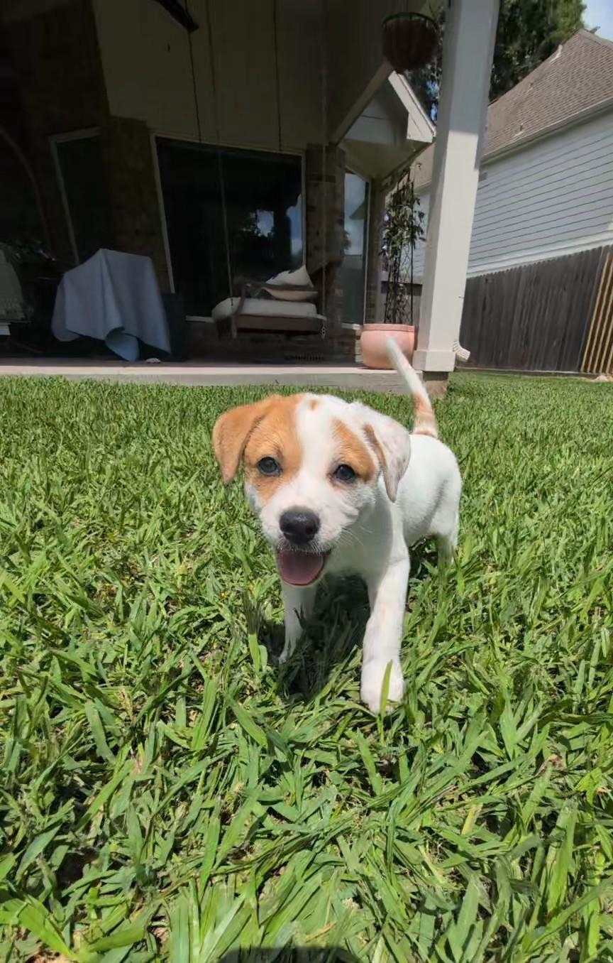 Dog for adoption - Dairy Queen, a Labrador Retriever & German Shepherd ...