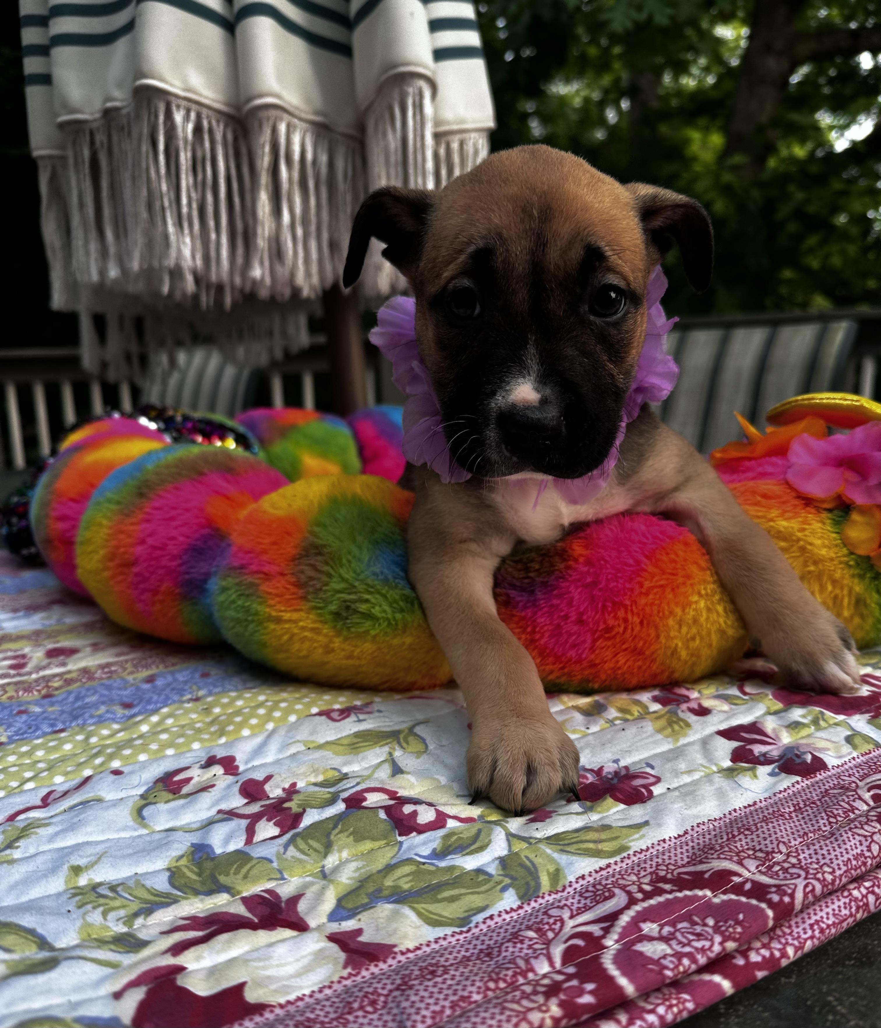 Dog for adoption - Sandy - [ ] Saturday Pet Supplies Plus 1-3- 5348 ...