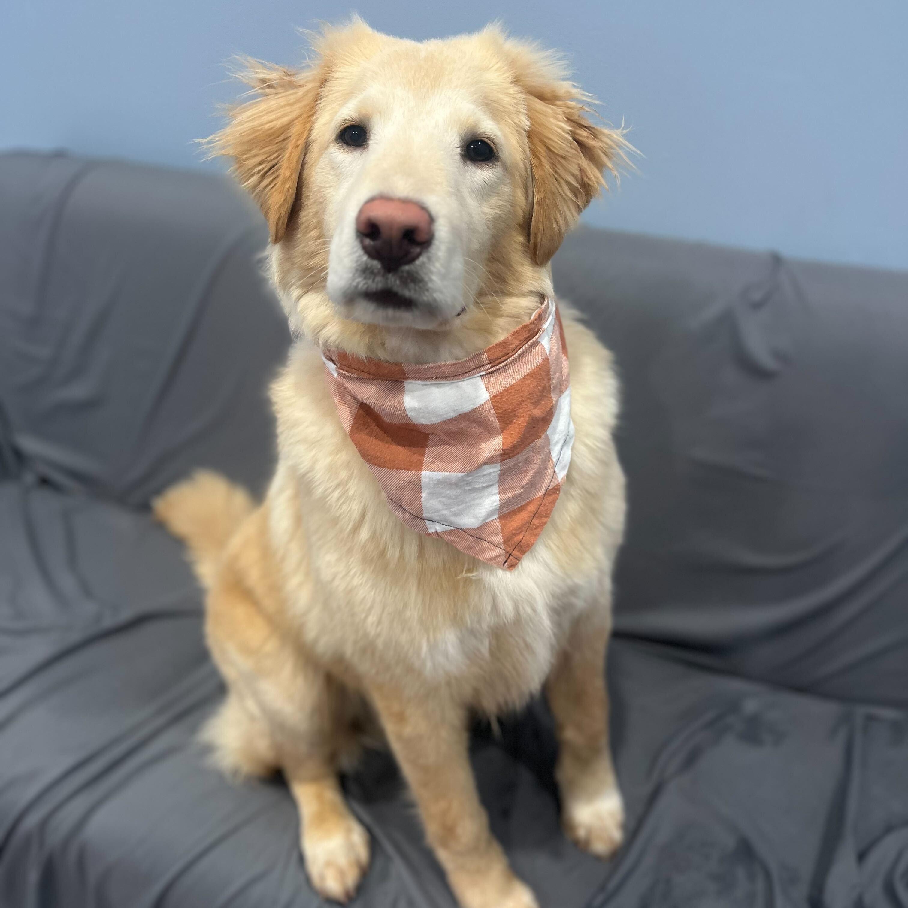 Dog for adoption - Beacon, a Mixed Breed in Canal Winchester, OH ...